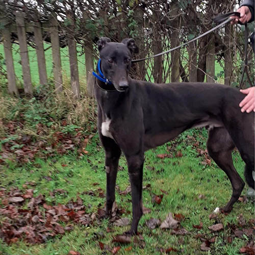 Available For Adoption - Northumberland Greyhound Rescue