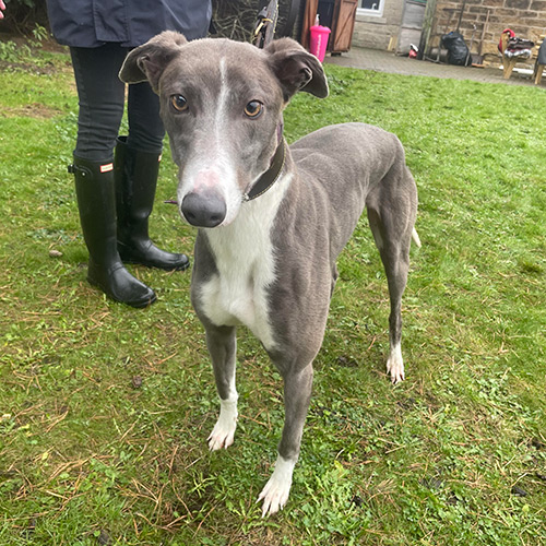 Available For Adoption - Northumberland Greyhound Rescue