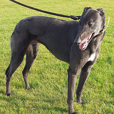 Available For Adoption - Northumberland Greyhound Rescue