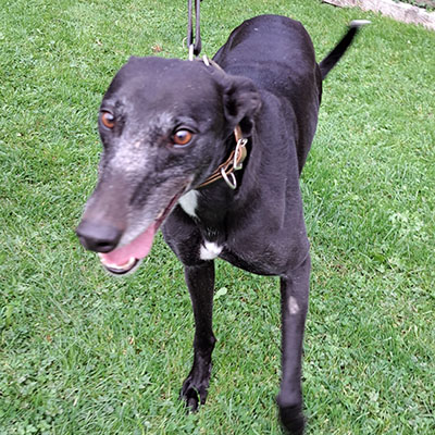 Available For Adoption - Northumberland Greyhound Rescue