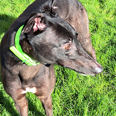 Available For Adoption - Northumberland Greyhound Rescue